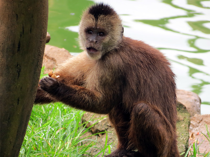 Analysis of post-agonism reconciliation in a captive group of the wedge ...